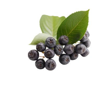 Chokeberry juice concentrate - Austria Juice